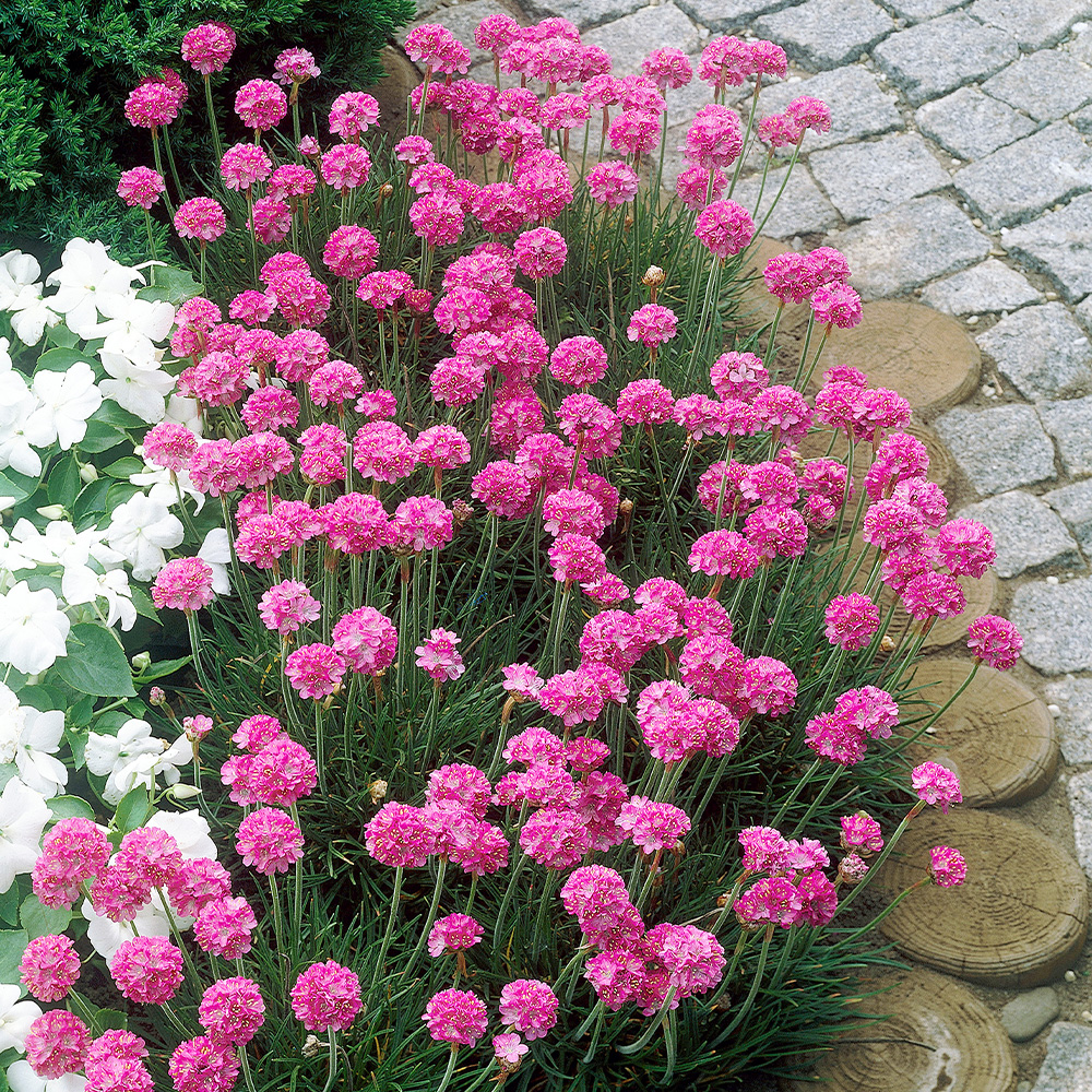Shop Perennial Border Collection 1 (x2.6m) from J. Parker's