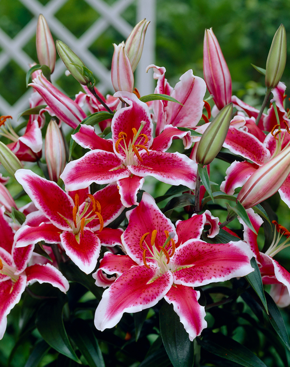 Giant Oriental Lilium Collection - JParkers