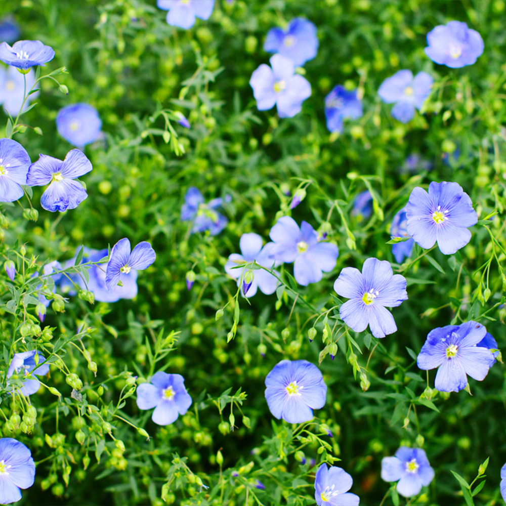 Shop Perennial Border Collection 3 (x 2.6m) | J. Parker's