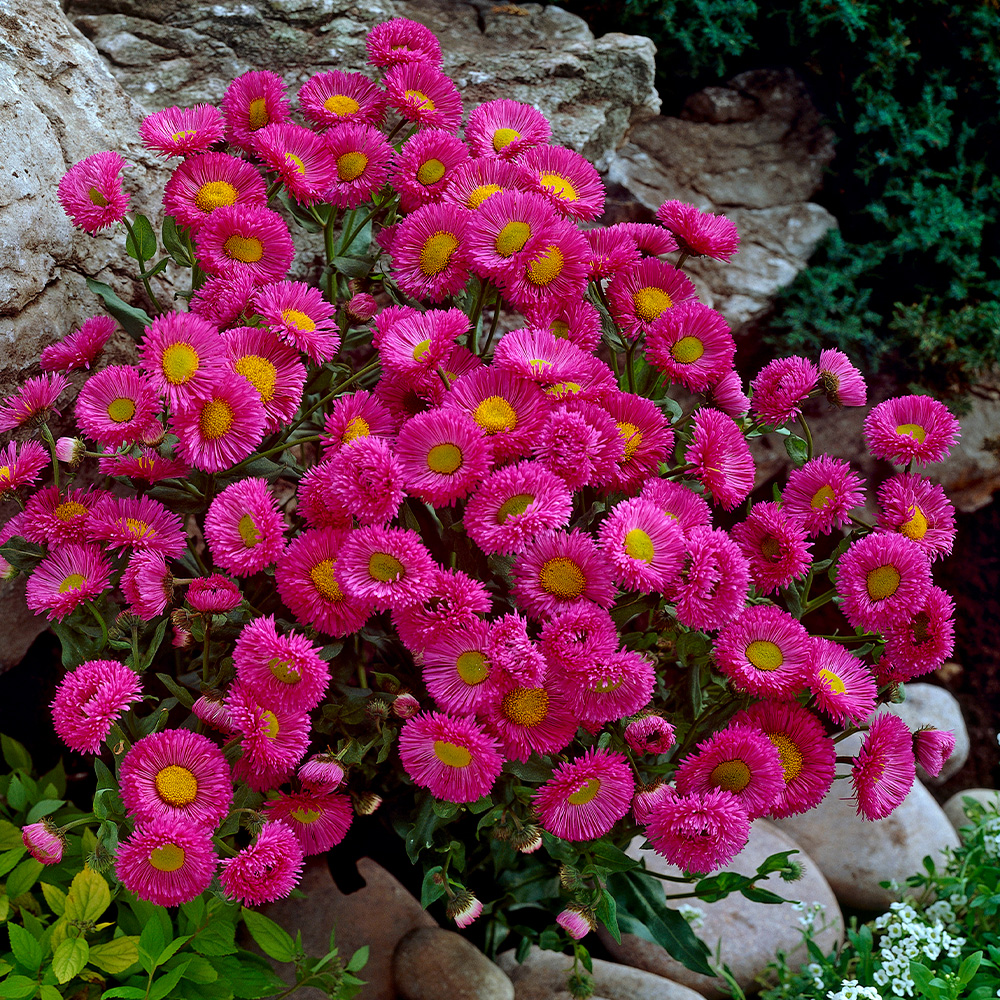 Shop Perennial Border Collection 1 (x2.6m) from J. Parker's