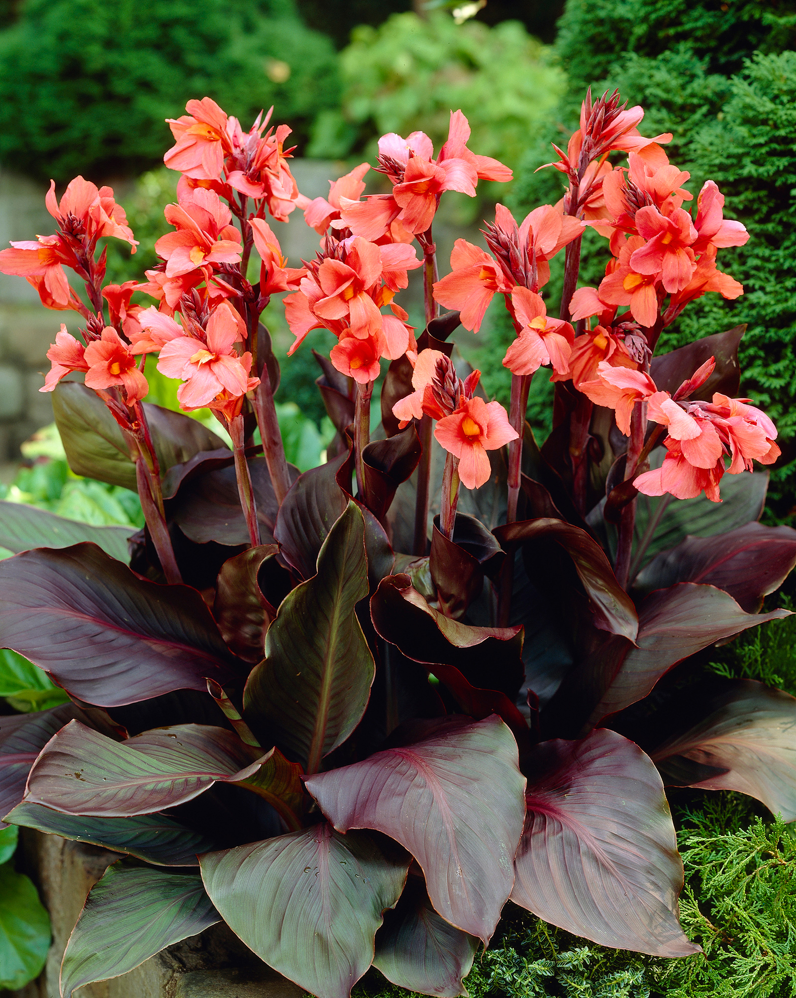 Dark Leaf Canna Collection - JParkers