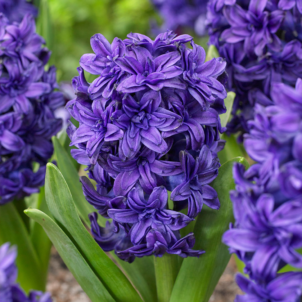 Double Hyacinth Collection - JParkers