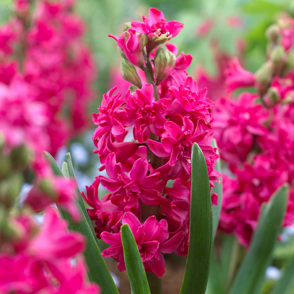 Double Hyacinth Collection - JParkers