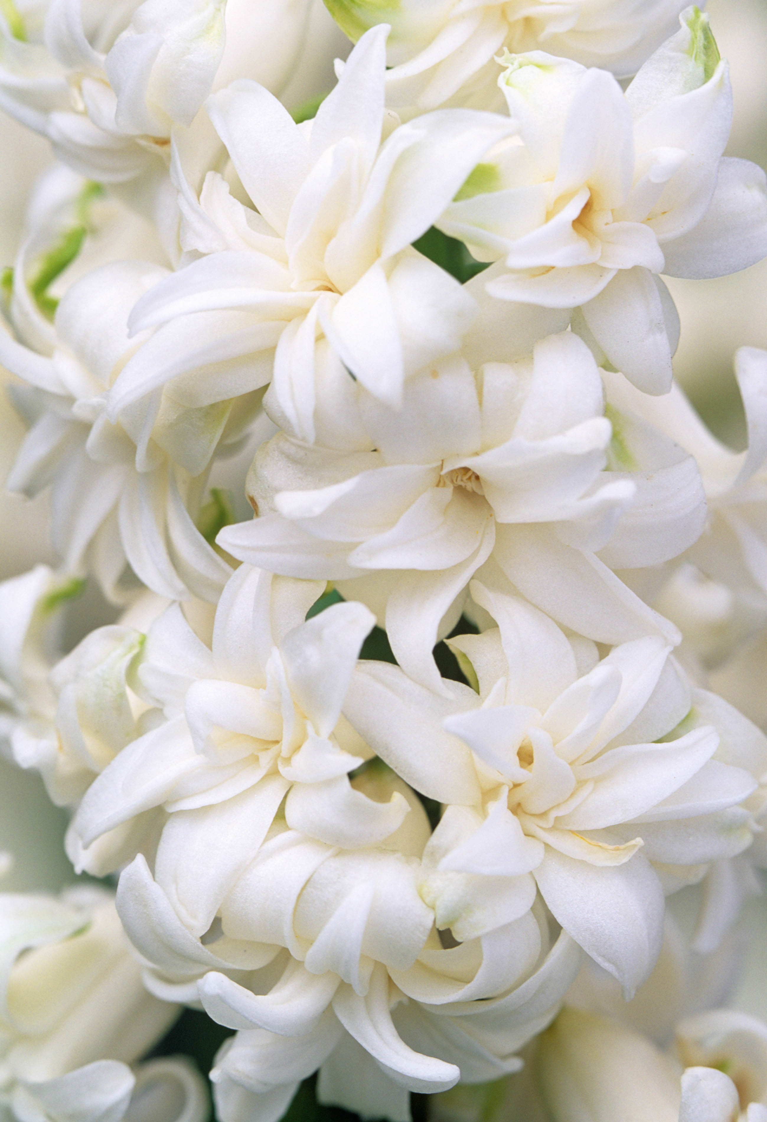 Double Hyacinth Collection - JParkers