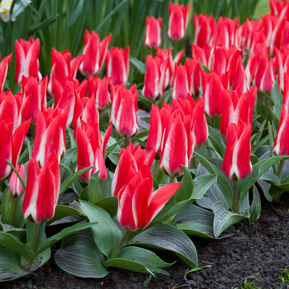 Tulip Dwarf Rockery Greigii Collection - JParkers