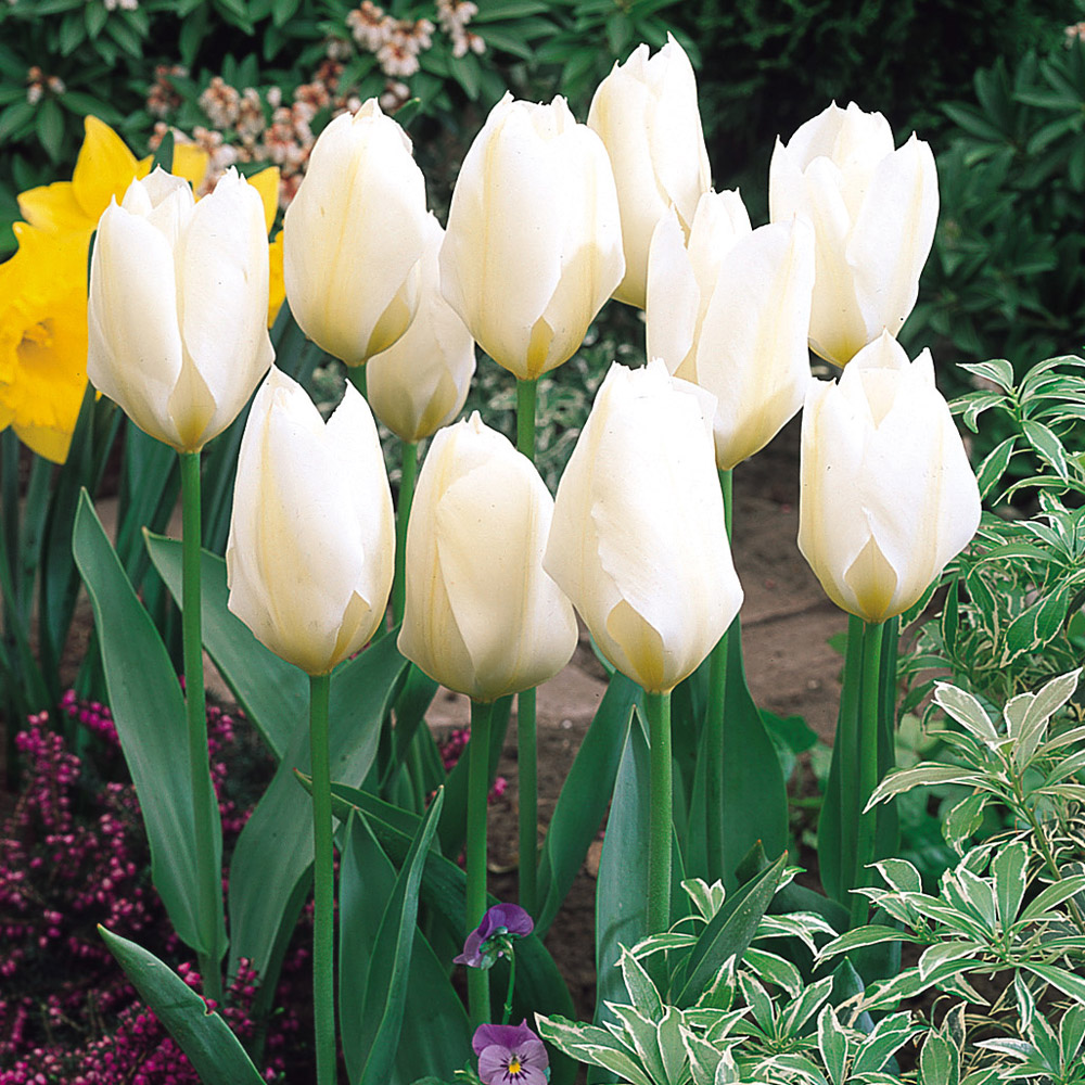 Buy Collection of White Tulips at jparkers.co.uk