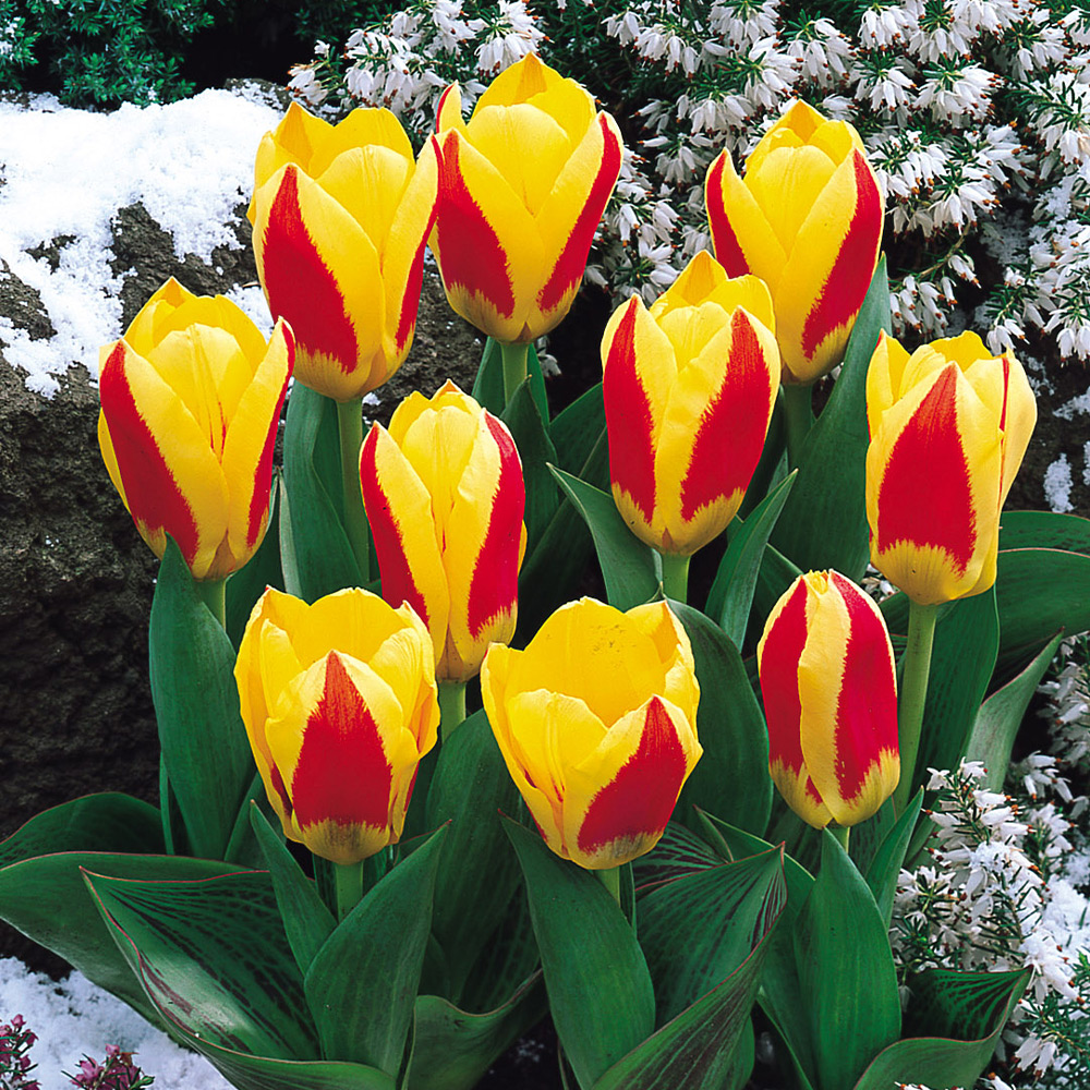 Shop Tulip Dwarf Rockery Greigii Collection | J. Parker's
