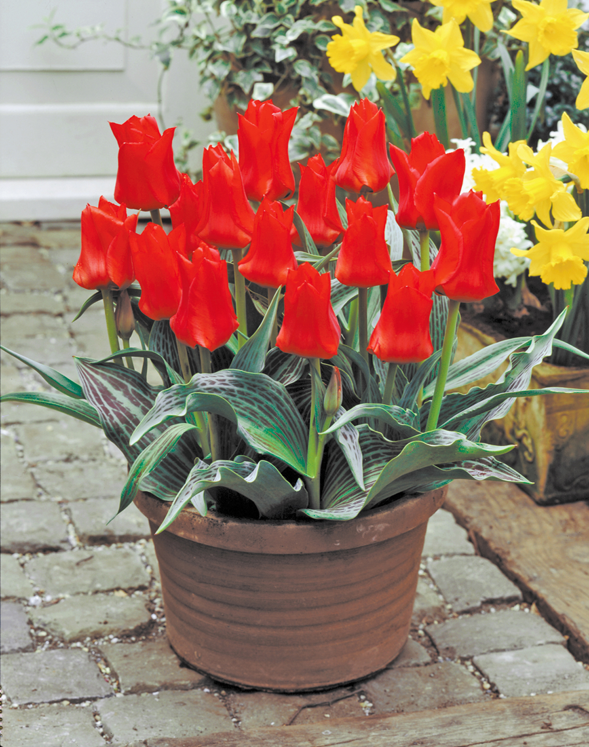 Buy Collection of Red Tulips at jparkers.co.uk