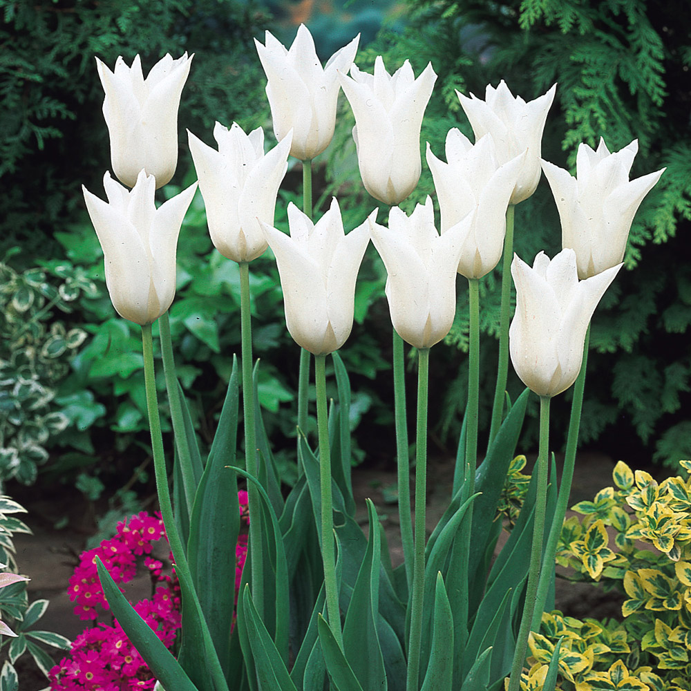 Buy Collection of White Tulips at jparkers.co.uk