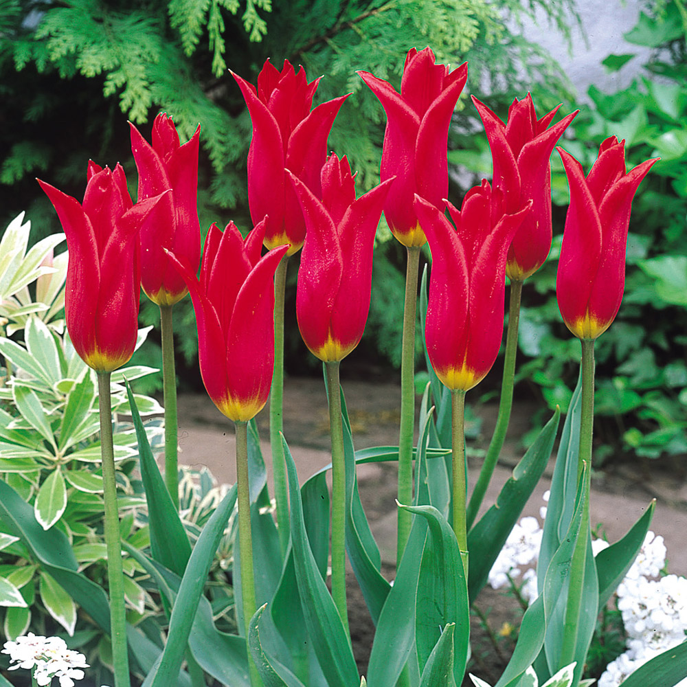 Buy Collection of Red Tulips at jparkers.co.uk