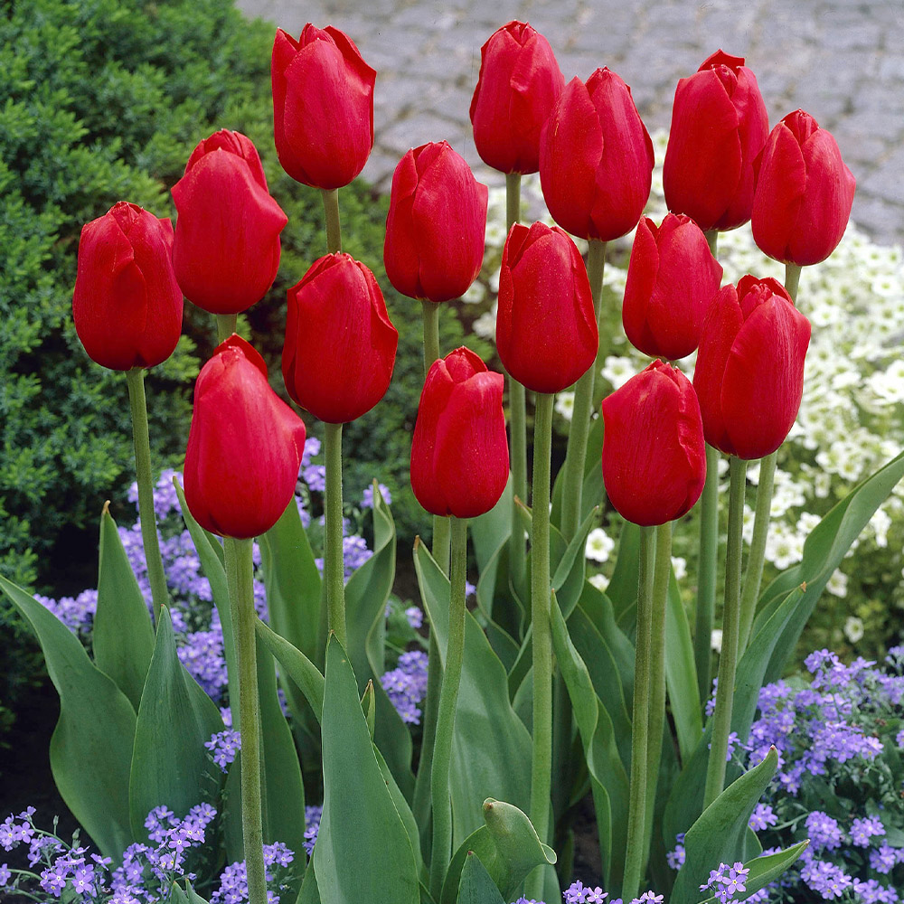 Tulip Single Late Collection - JParkers