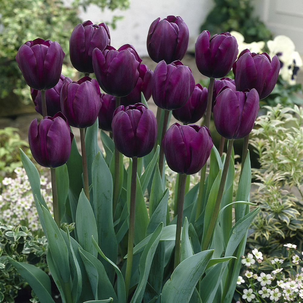 Shop Blue/Purple Tulip Collection | J. Parker's