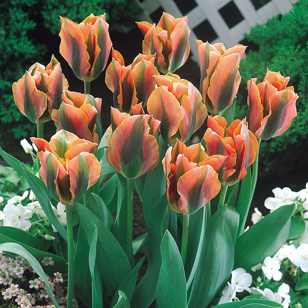 Buy Viridiflora Tulips Collection at jparkers.co.uk