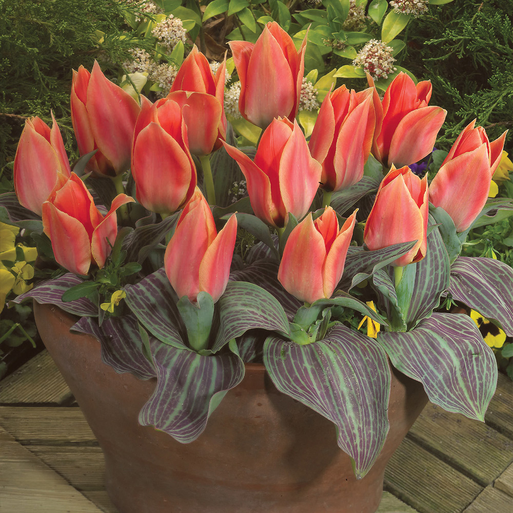 Tulip Dwarf Rockery Greigii Collection - JParkers