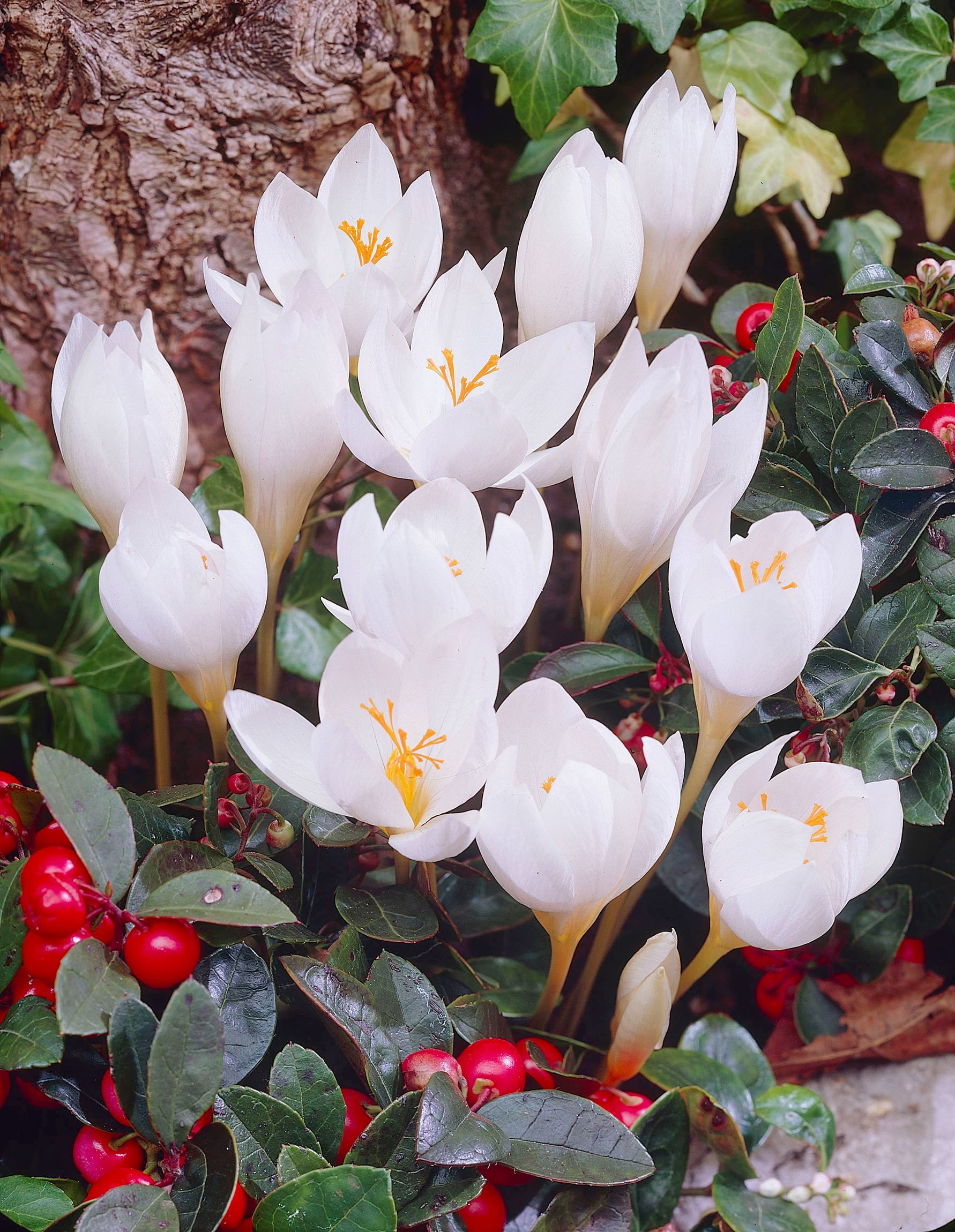 Autumn Flowered Crocus Collection - JParkers