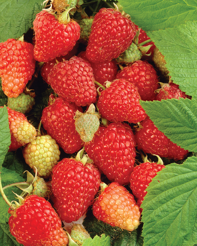 Shop All All Season Fruiting Raspberry Collection | J. Parker's