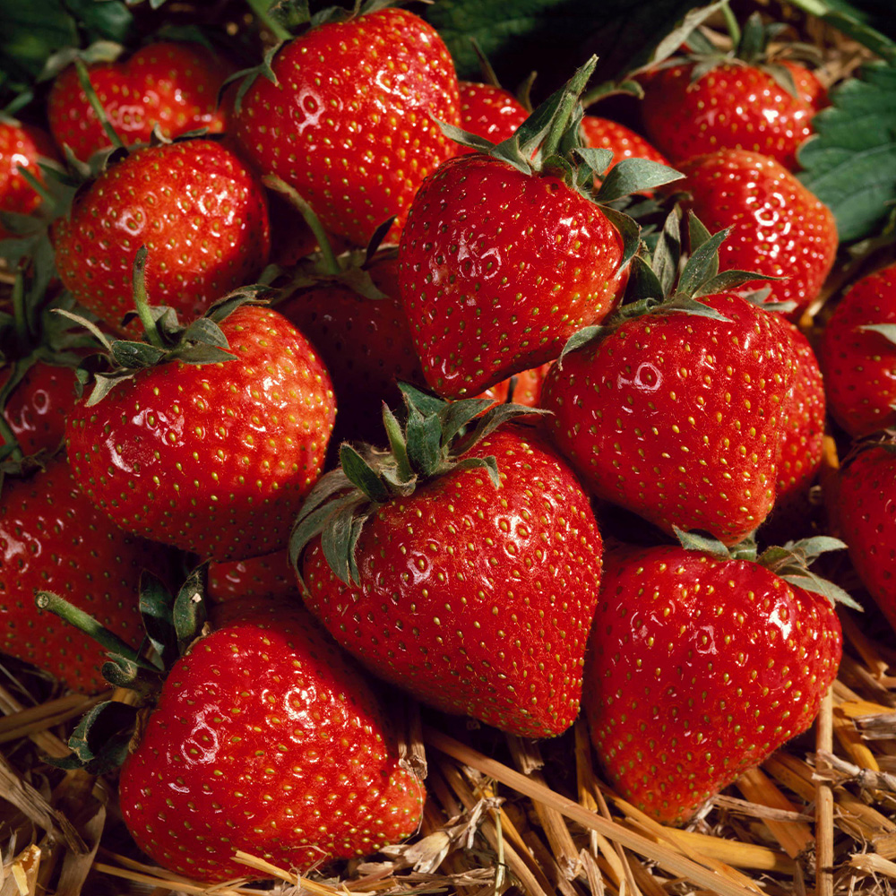 Shop All Season Strawberry Collection | J. Parker's