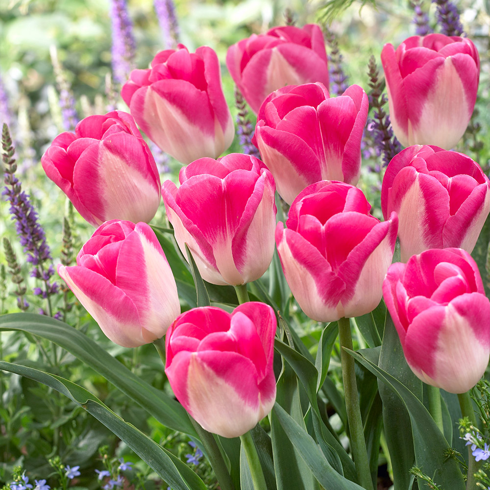 Triumph Tulips Collection - JParkers
