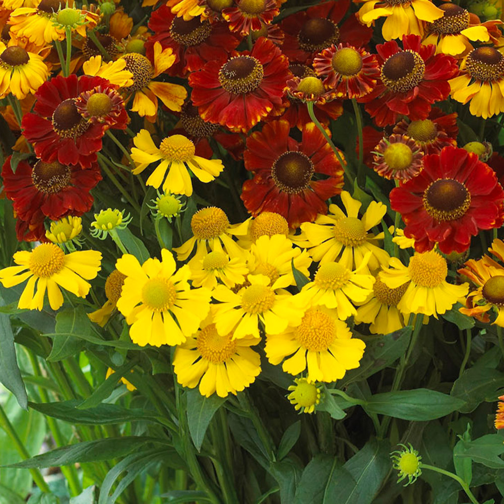 Shop Helenium Collection from J. Parker's for Less