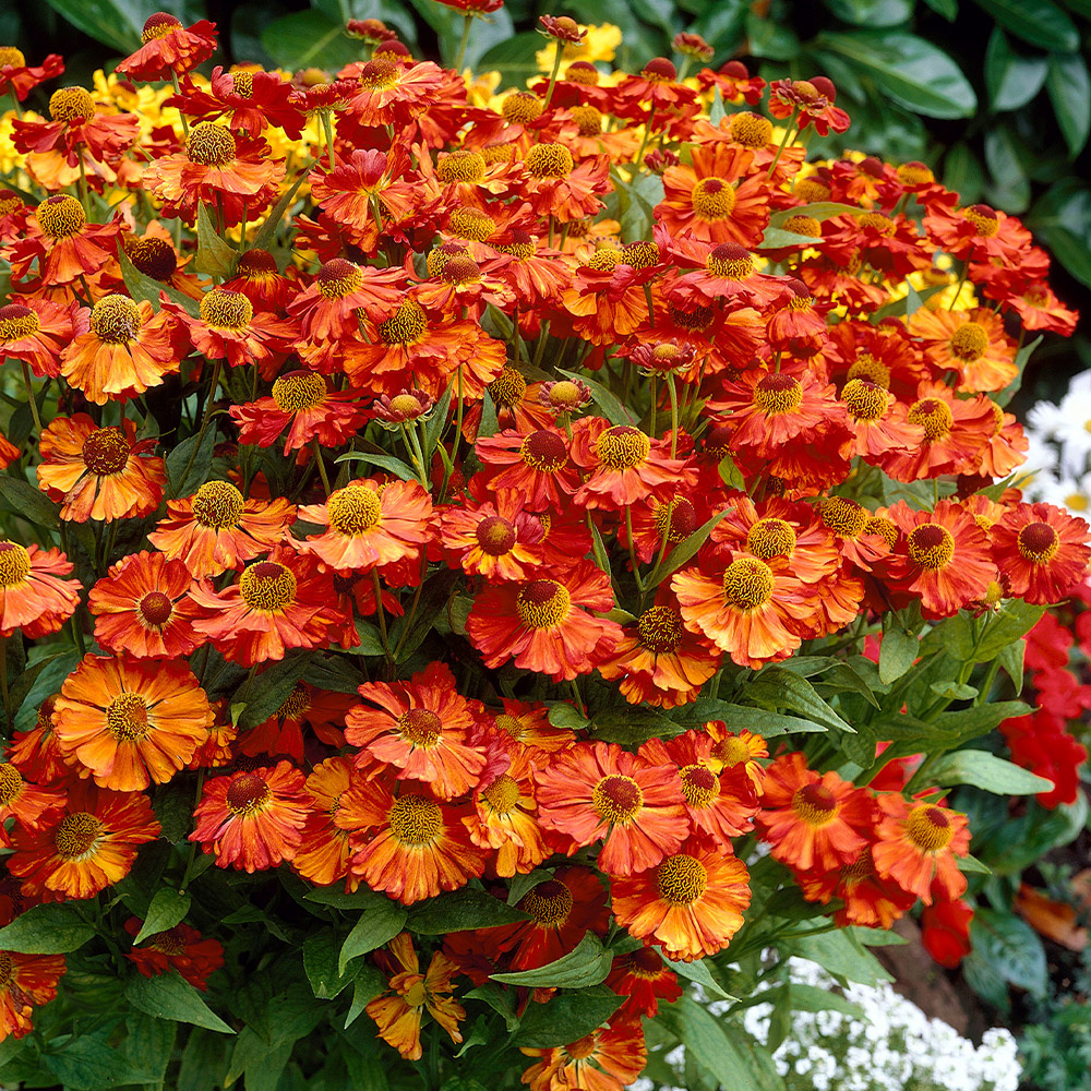 Shop Helenium Collection from J. Parker's for Less