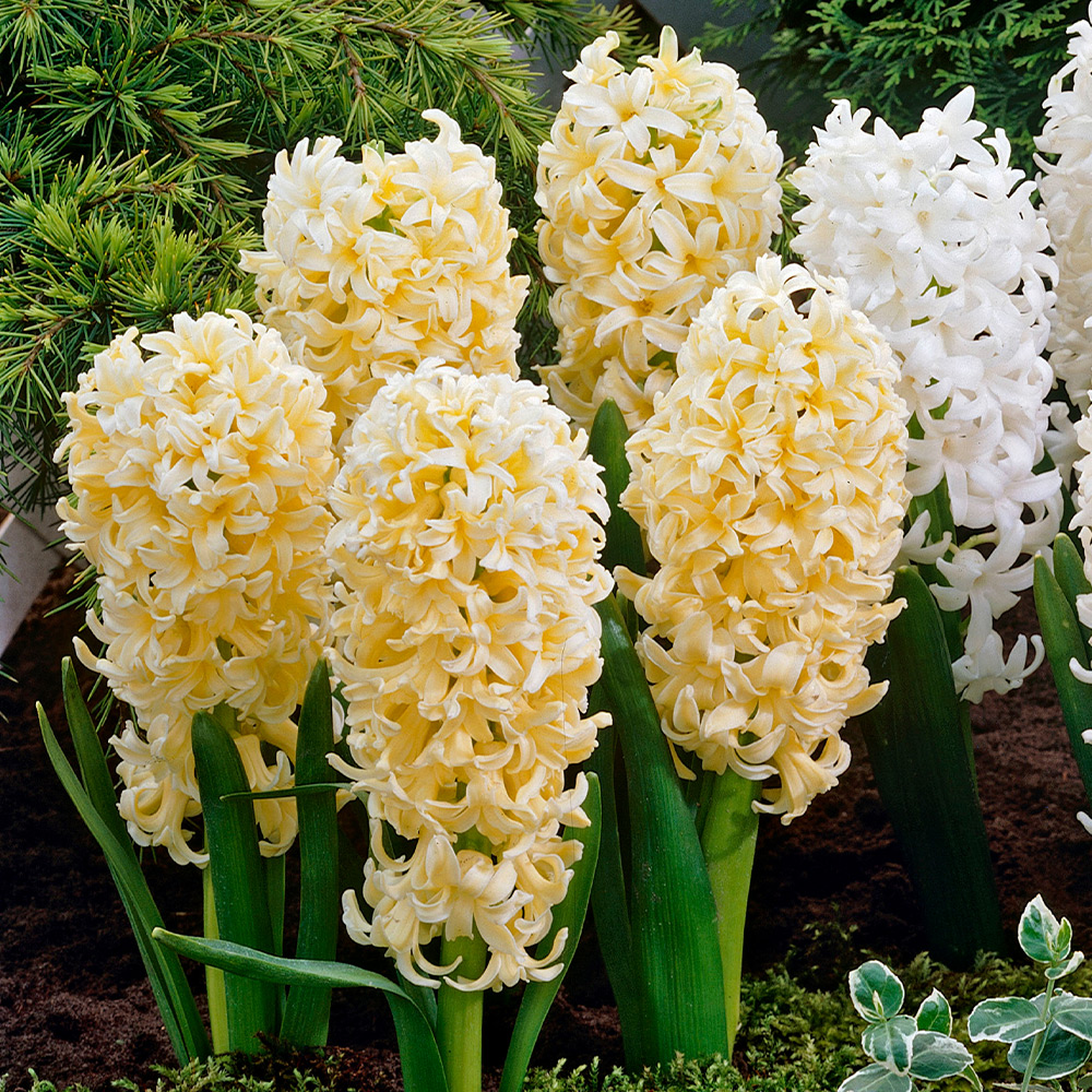 Bedding Sized Hyacinth Collection 14/15cm - JParkers