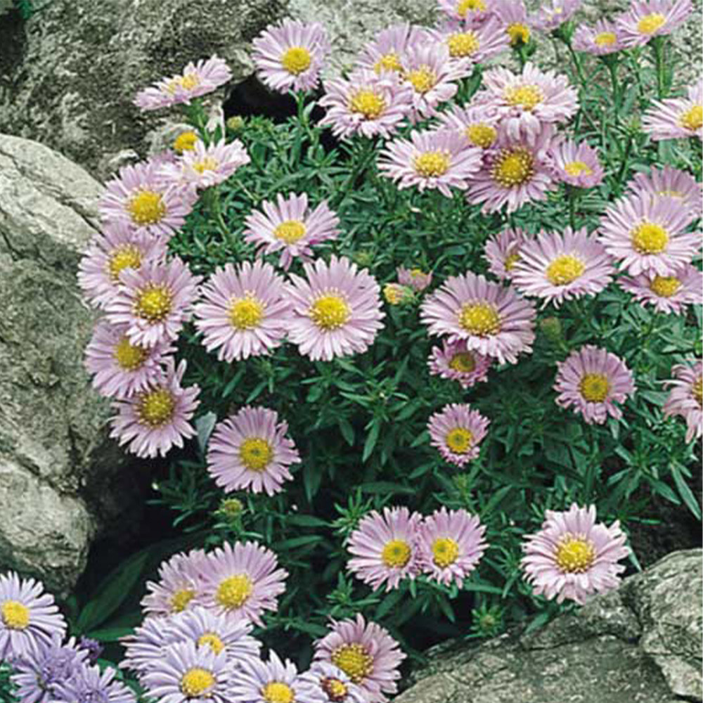 Perennial Border Collection 1 (x2.6m) - JParkers