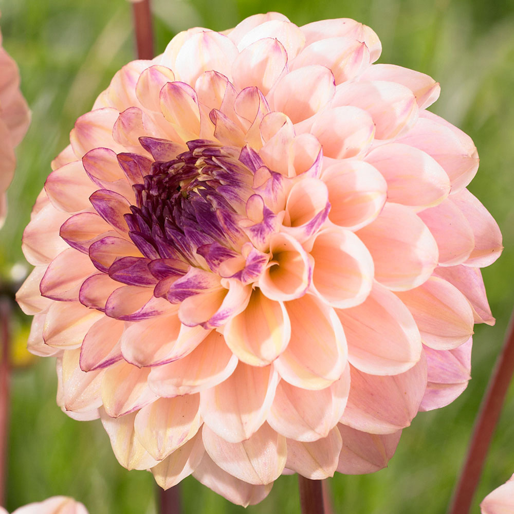 Dahlia Jill Collection - JParkers