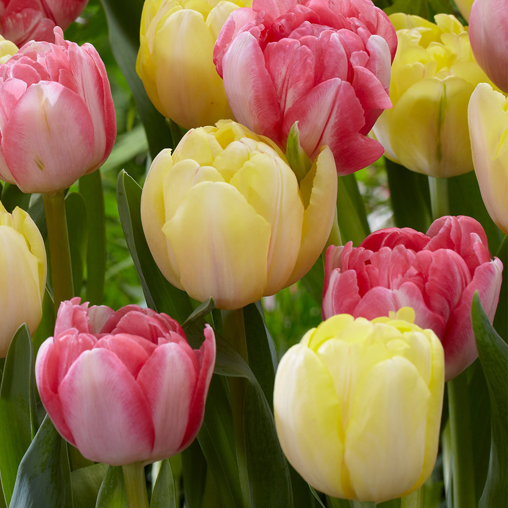 Buy Tulip Foxtrot Collection at jparkers.co.uk