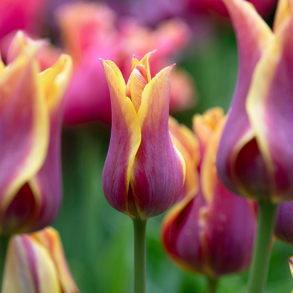 Buy Tulip Bicolour Lily Flower Collection at jparkers.co.uk Buy Tulip Bicolour Lily Flower Collection at jparkers.co.uk