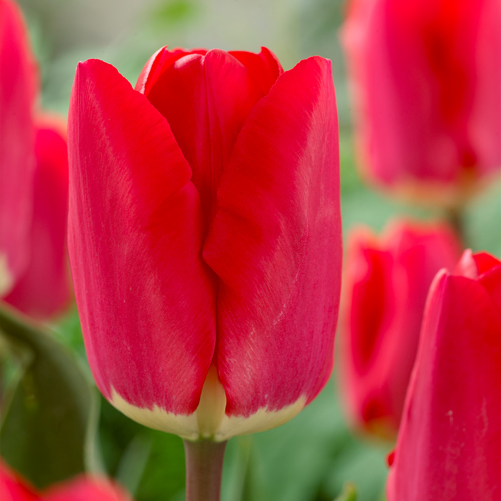 Buy Rare Darwin Tulip Collection at J Parkers