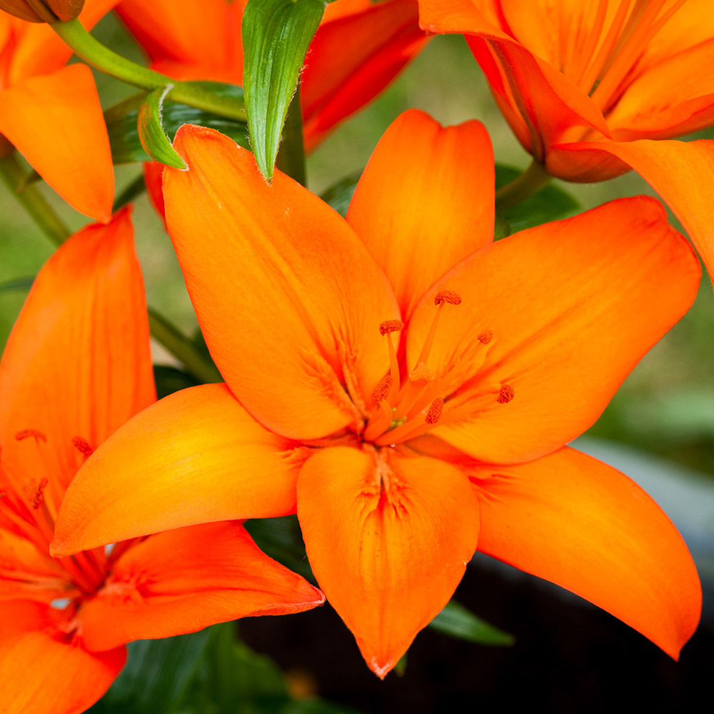 Buy Lilium Asiatic Collection at jparkers.co.uk