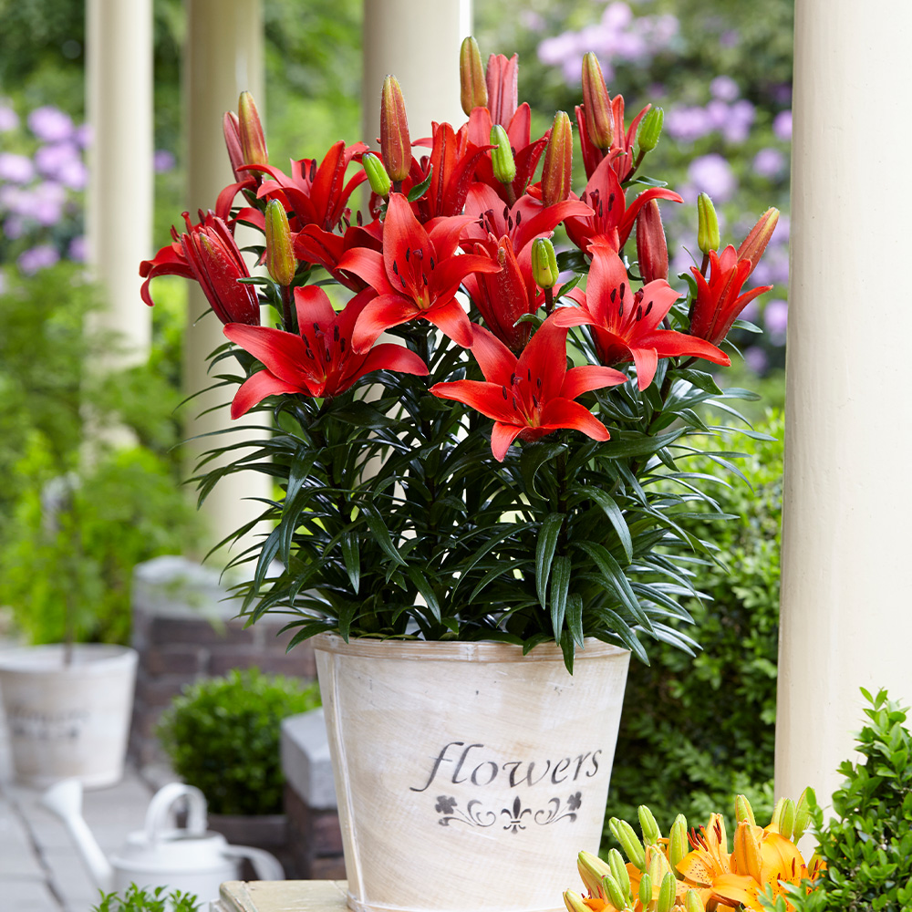 Buy Lilium Joy Collection at jparkers.co.uk