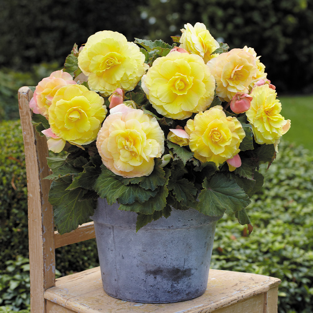 Buy Begonia Superba Collection at jparkers.co.uk