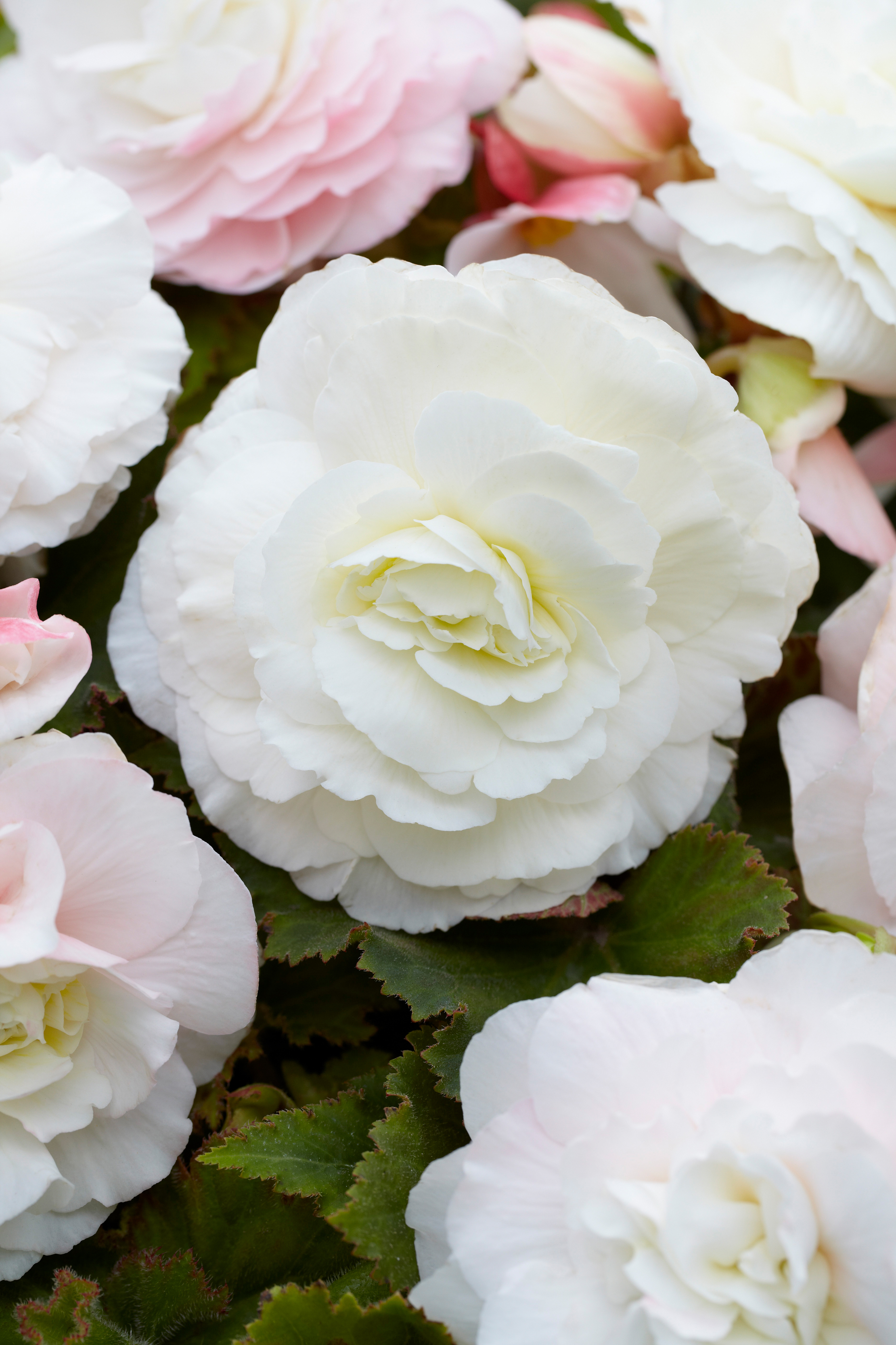Buy Begonia Superba Collection at jparkers.co.uk