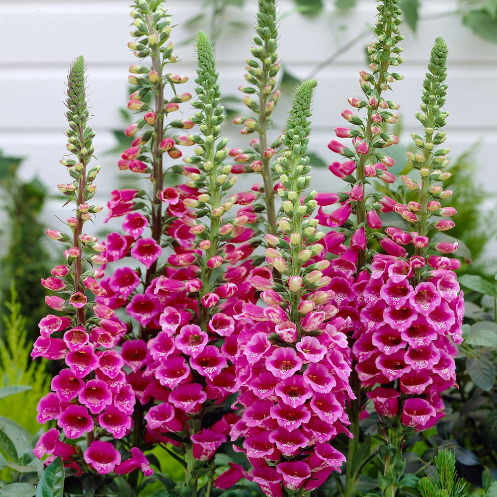 Shop Digitalis Collection (Foxgloves) | J. Parker's Dutch Bulbs