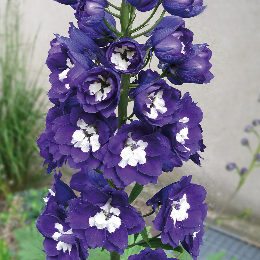 Delphinium Magic Fountains Collection - JParkers