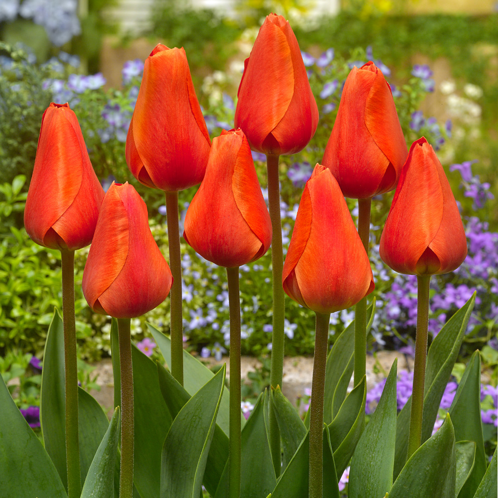 Buy Rare Darwin Tulip Collection at J Parkers