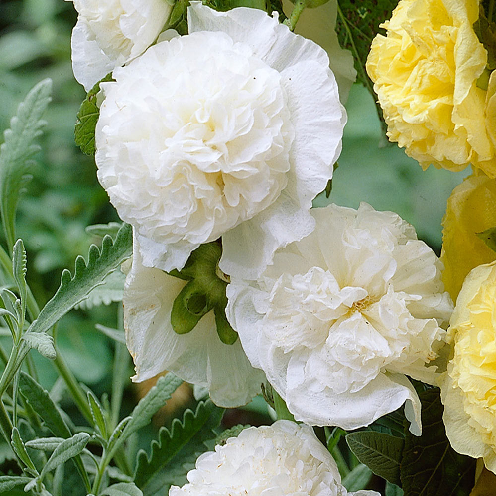 Shop Alcea Double Hollyhocks Collection from J. Parker's for Less
