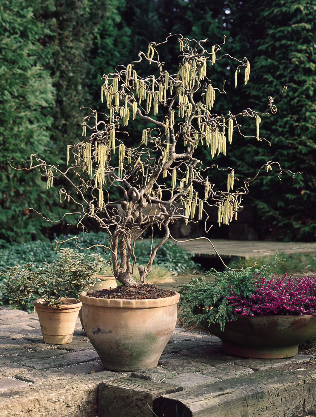 Corylus Collection - JParkers