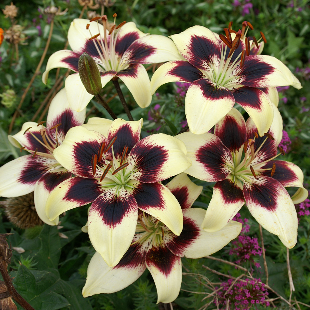 Lilium Bicolour Asiatic Collection - JParkers
