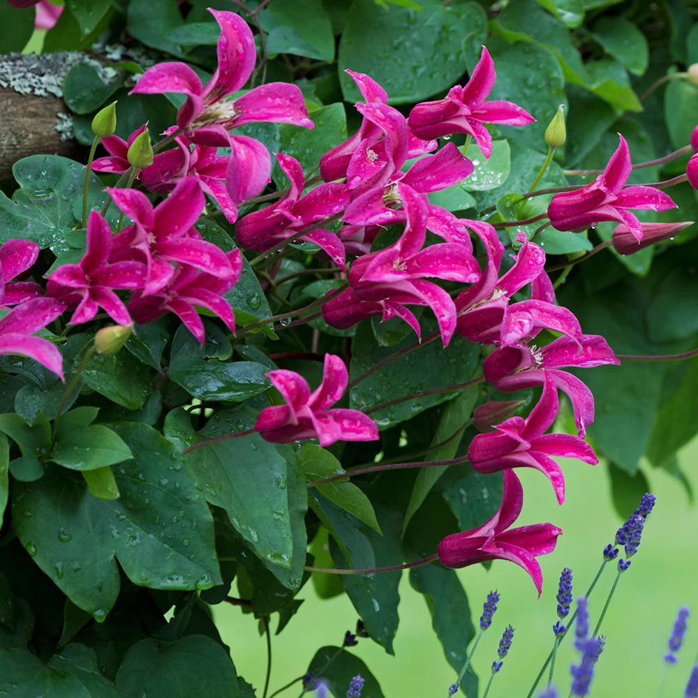 Clematis Royal Collection - JParkers