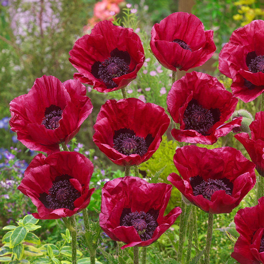 Papaver Unusual Collection - JParkers
