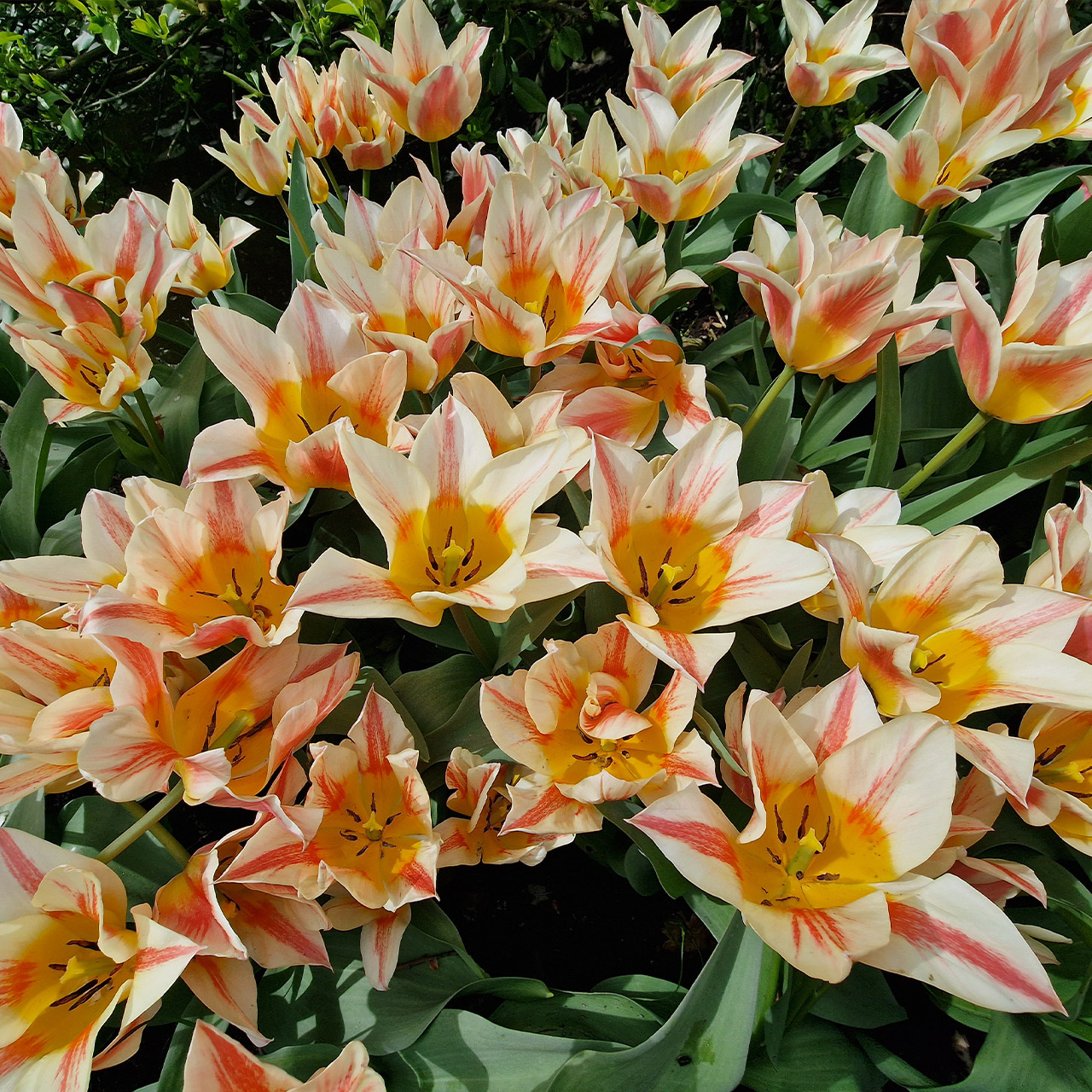 Multiflower Canada Tulip Collection (Saver Sized Bulbs) | J. Parker's