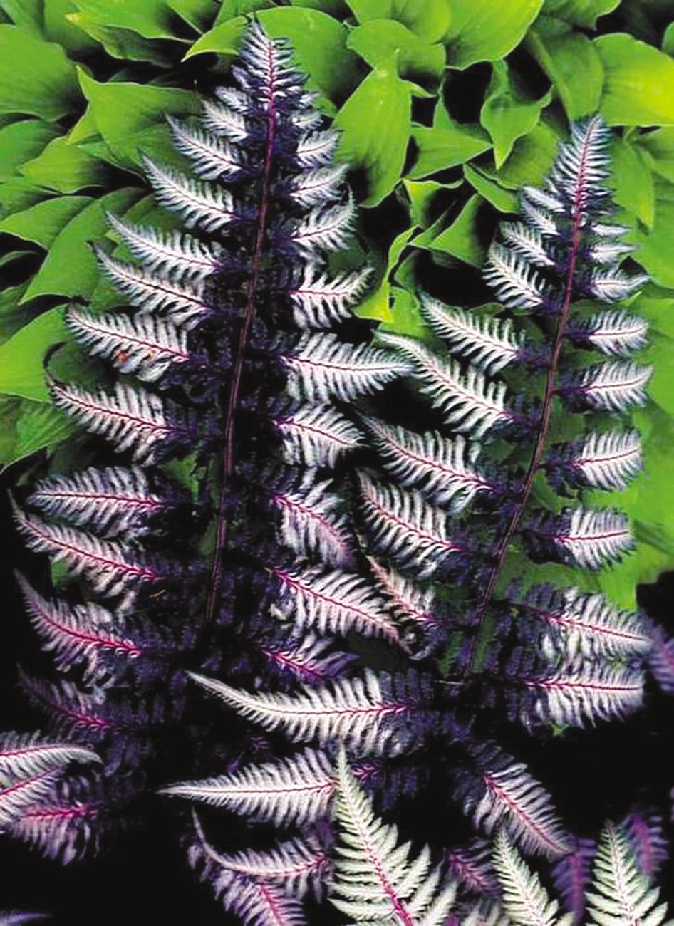Shop Athyrium Collection (Exotic Ferns) | J. Parker's
