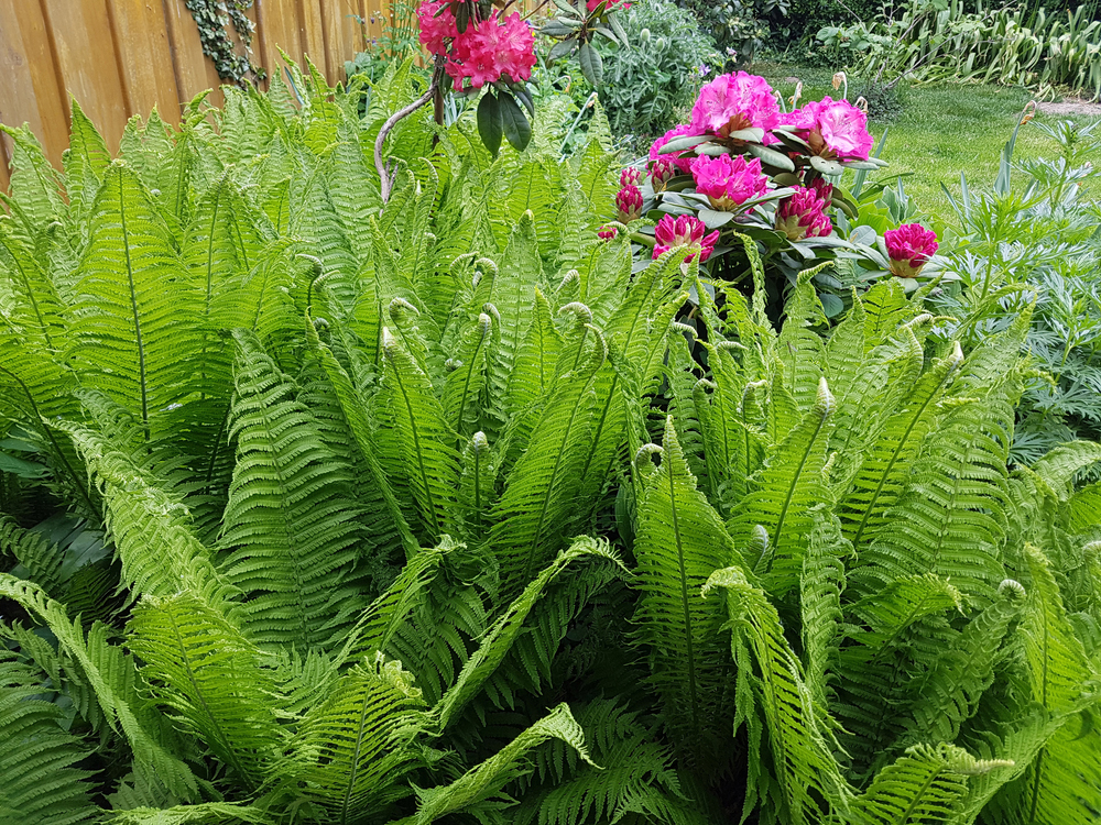 Shop Fern Hardy Collection from J. Parker's for Less