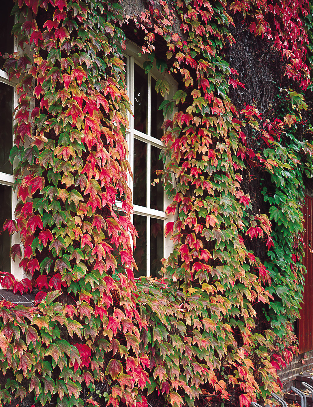 Parthenocissus (Creeper-Ivy) Collection - JParkers