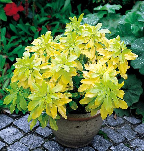 Dwarf Evergreen Shrub Collection - JParkers