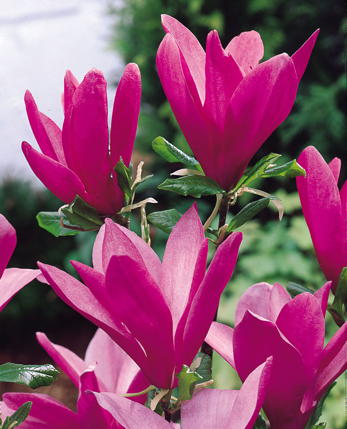 Magnolia Collection - JParkers