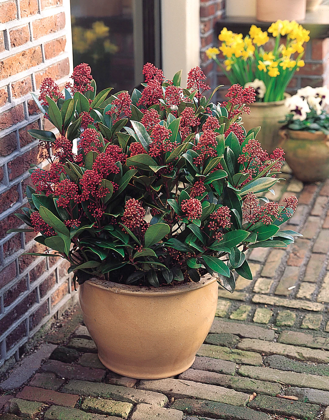 Dwarf Evergreen Shrub Collection - JParkers