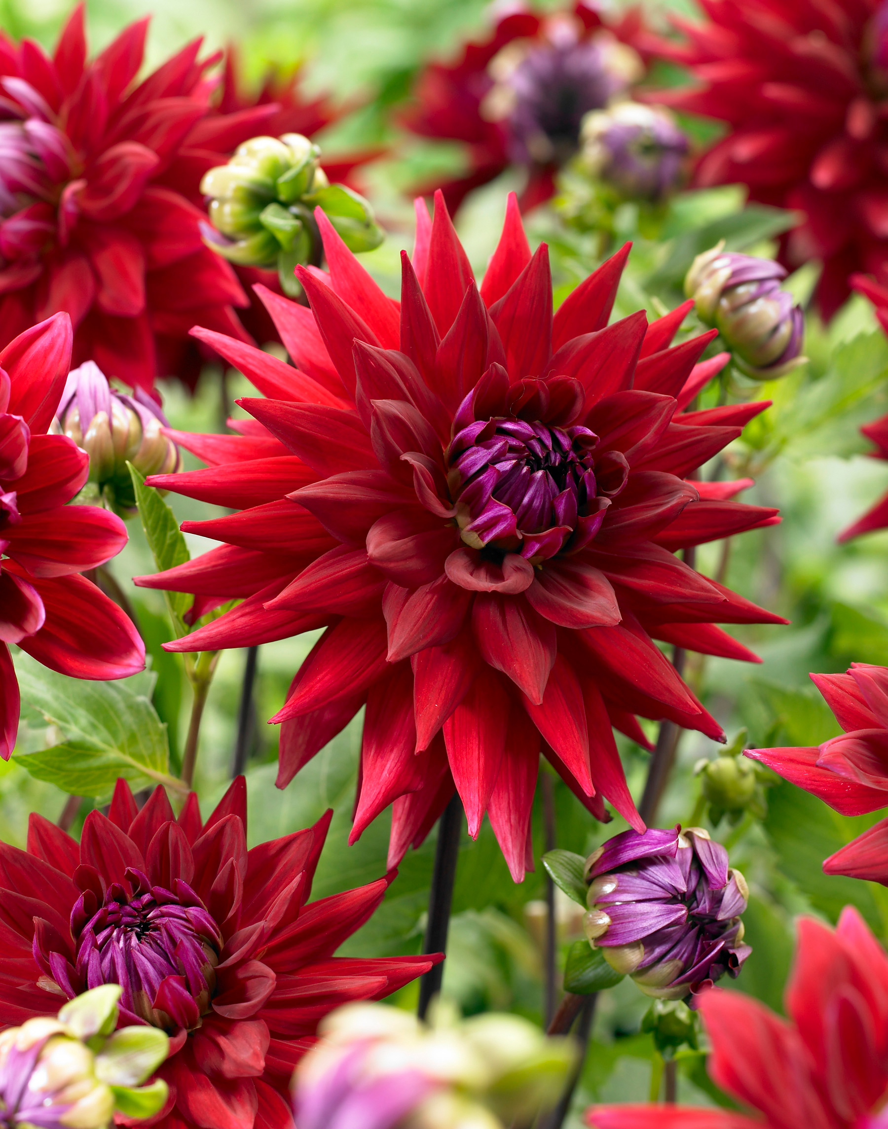 Shop Red Dahlia Collection from J. Parker's for Less